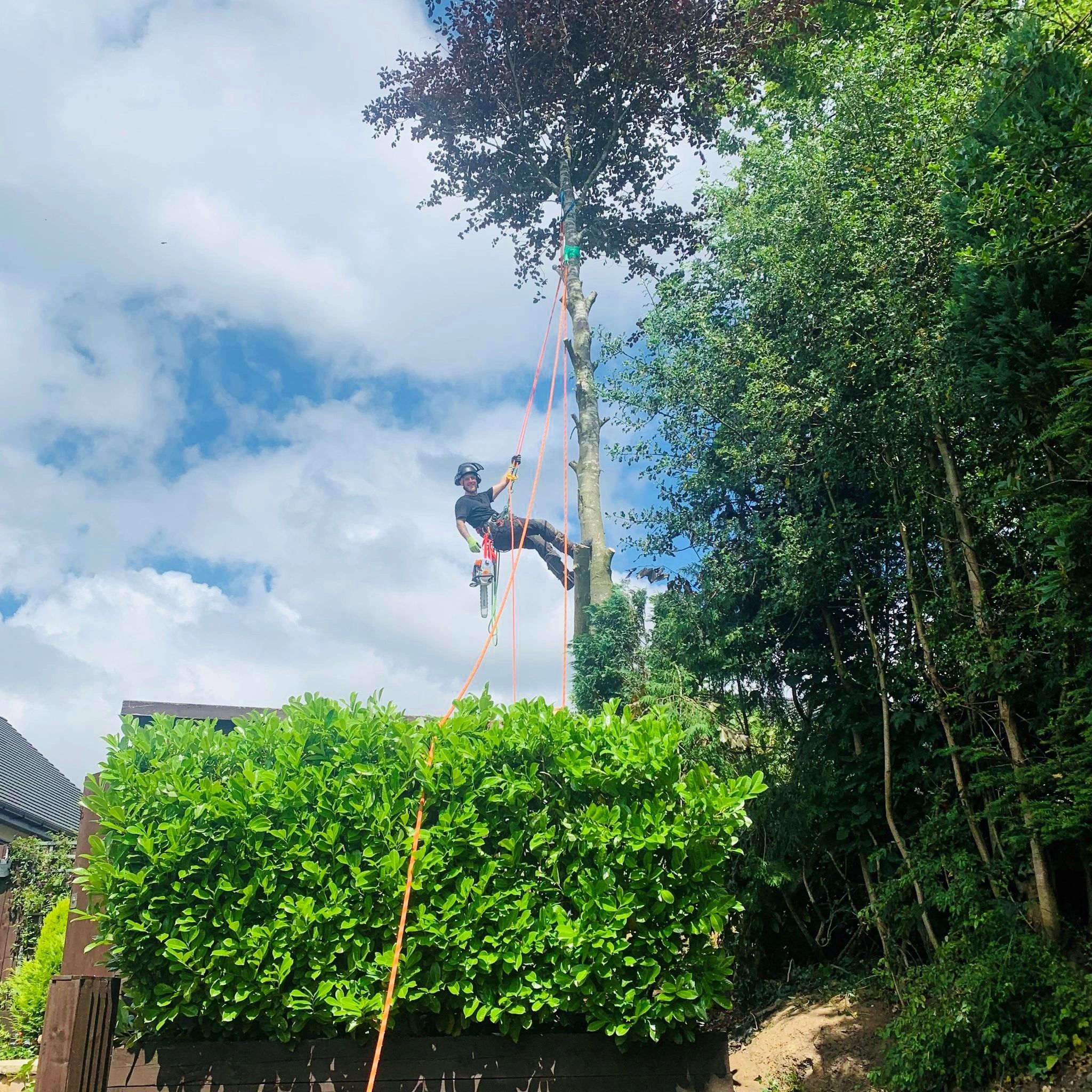 Professional Tree Surgeon Services