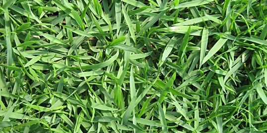 Wide Blade Zoysia Brokers Quality Grass
