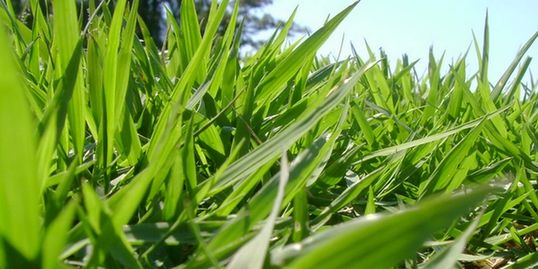 Wide Blade Zoysia | Brokers Quality Grass