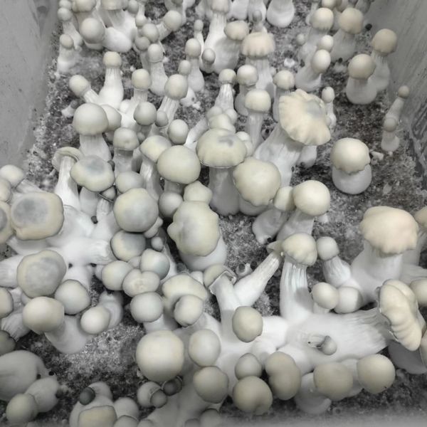Premium Magic Mushroom Spores - The Genetics House