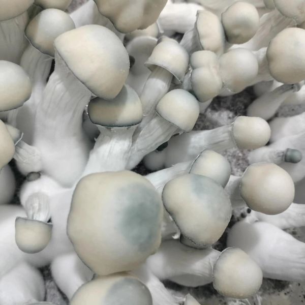 Premium Magic Mushroom Spores - The Genetics House