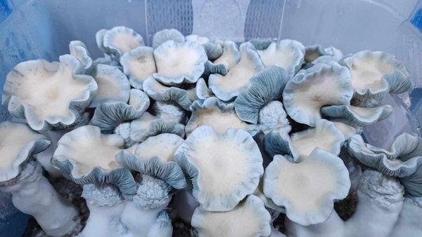 Premium Magic Mushroom Spores - The Genetics House