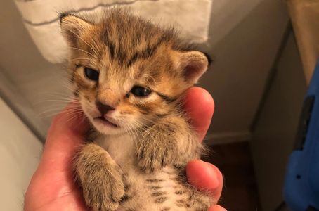Southern Arizona Cat Rescue | Southern Arizona Cat Rescue