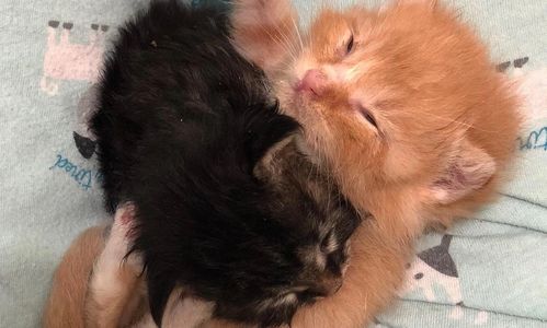 Southern Arizona Cat Rescue | Southern Arizona Cat Rescue