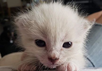 Southern Arizona Cat Rescue | Southern Arizona Cat Rescue
