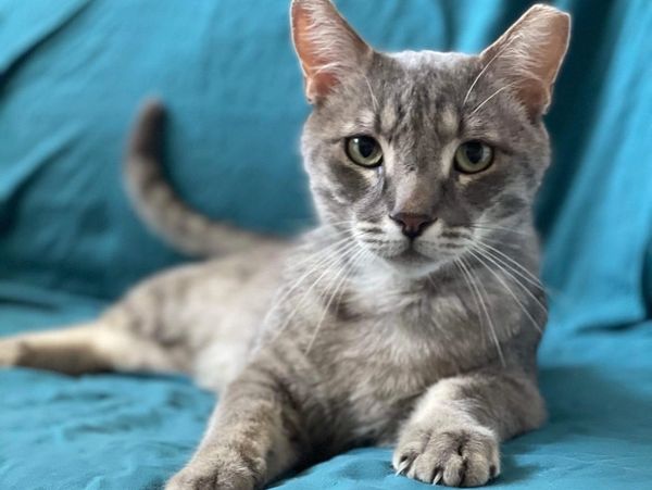 Southern Arizona Cat Rescue