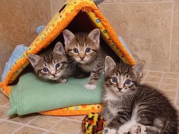 Southern Arizona Cat Rescue