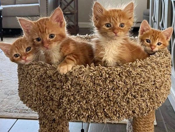 Southern Arizona Cat Rescue