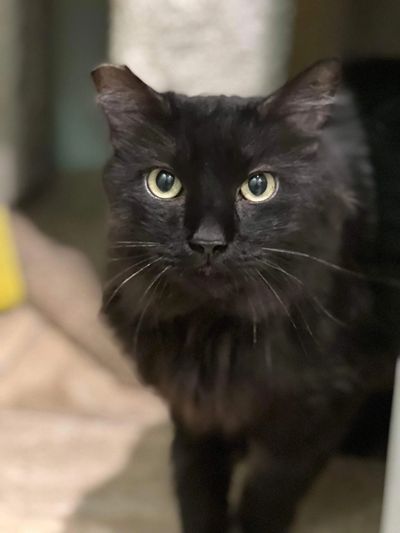 Resources | Southern Arizona Cat Rescue