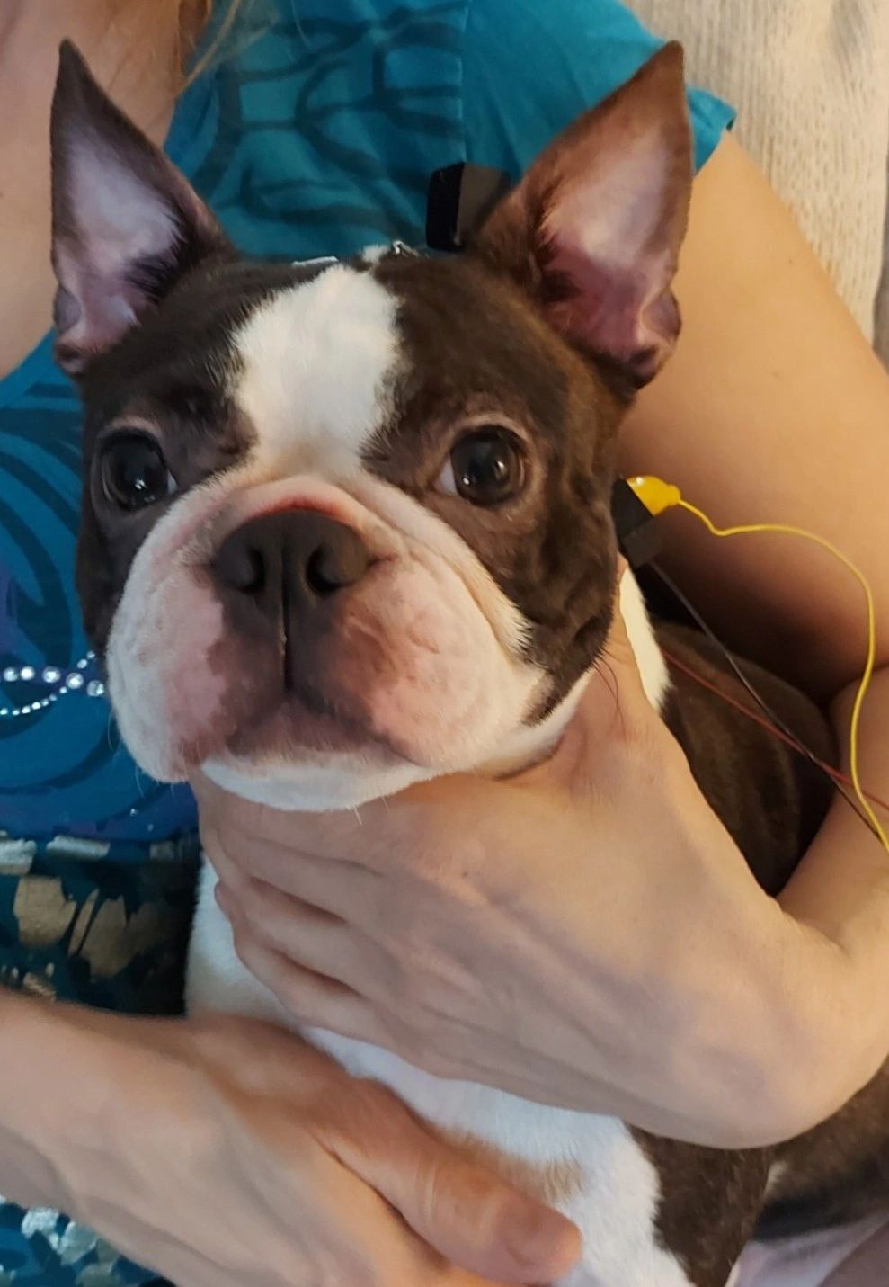 What Is Baer Testing For Dogs