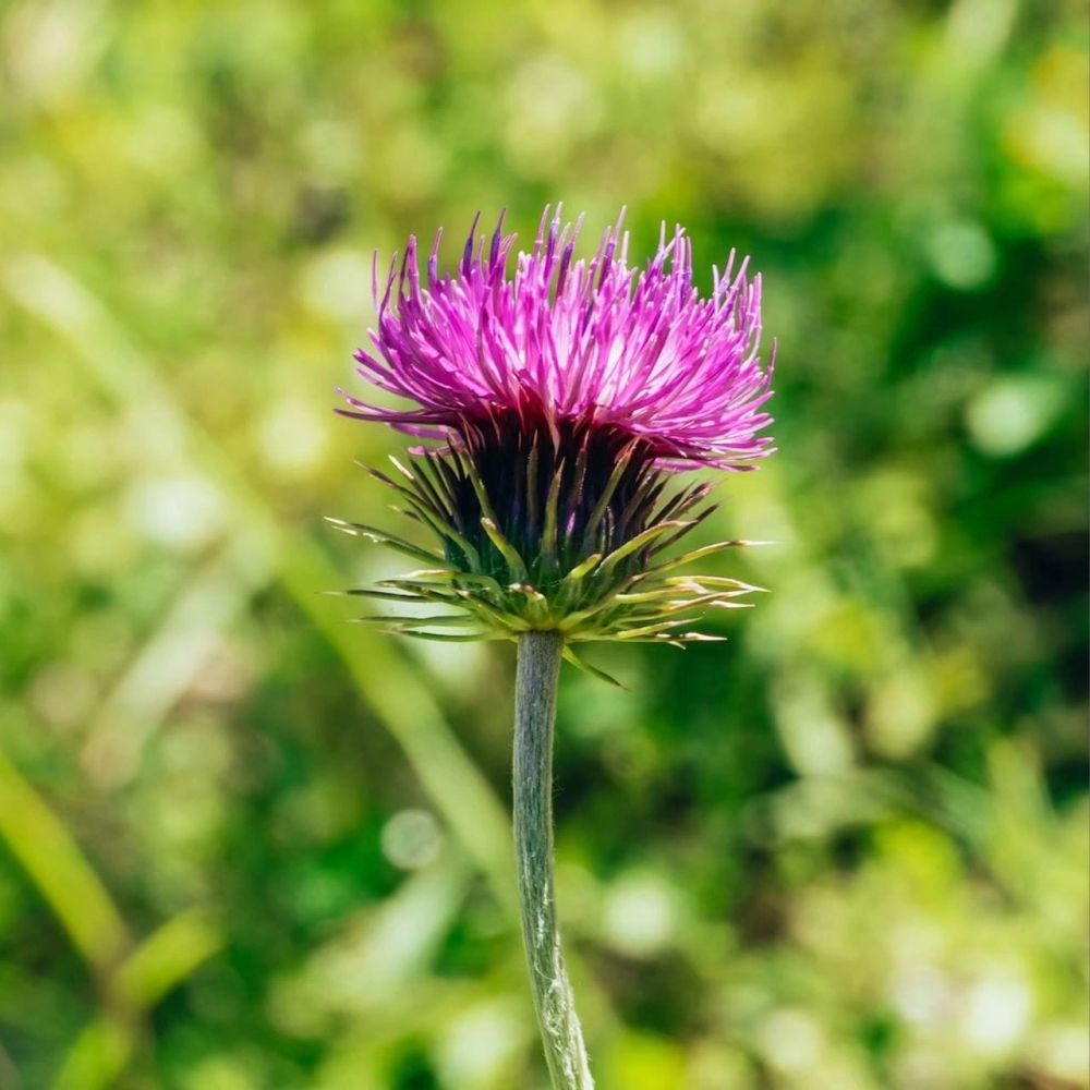 African Thistle - African Adventures, Visit Africa, Africa Travel