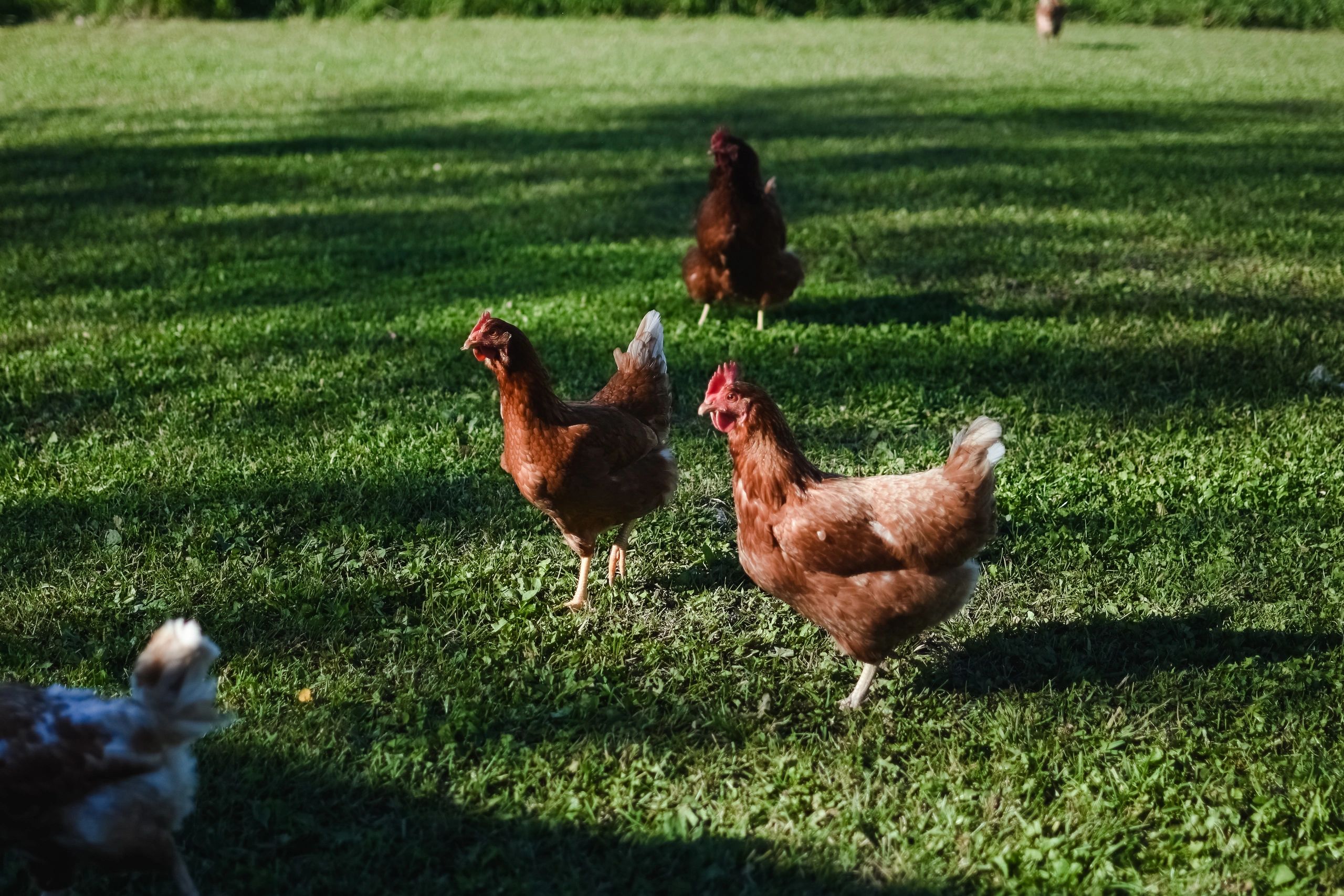 Chicken Farming at Red Gables Farm