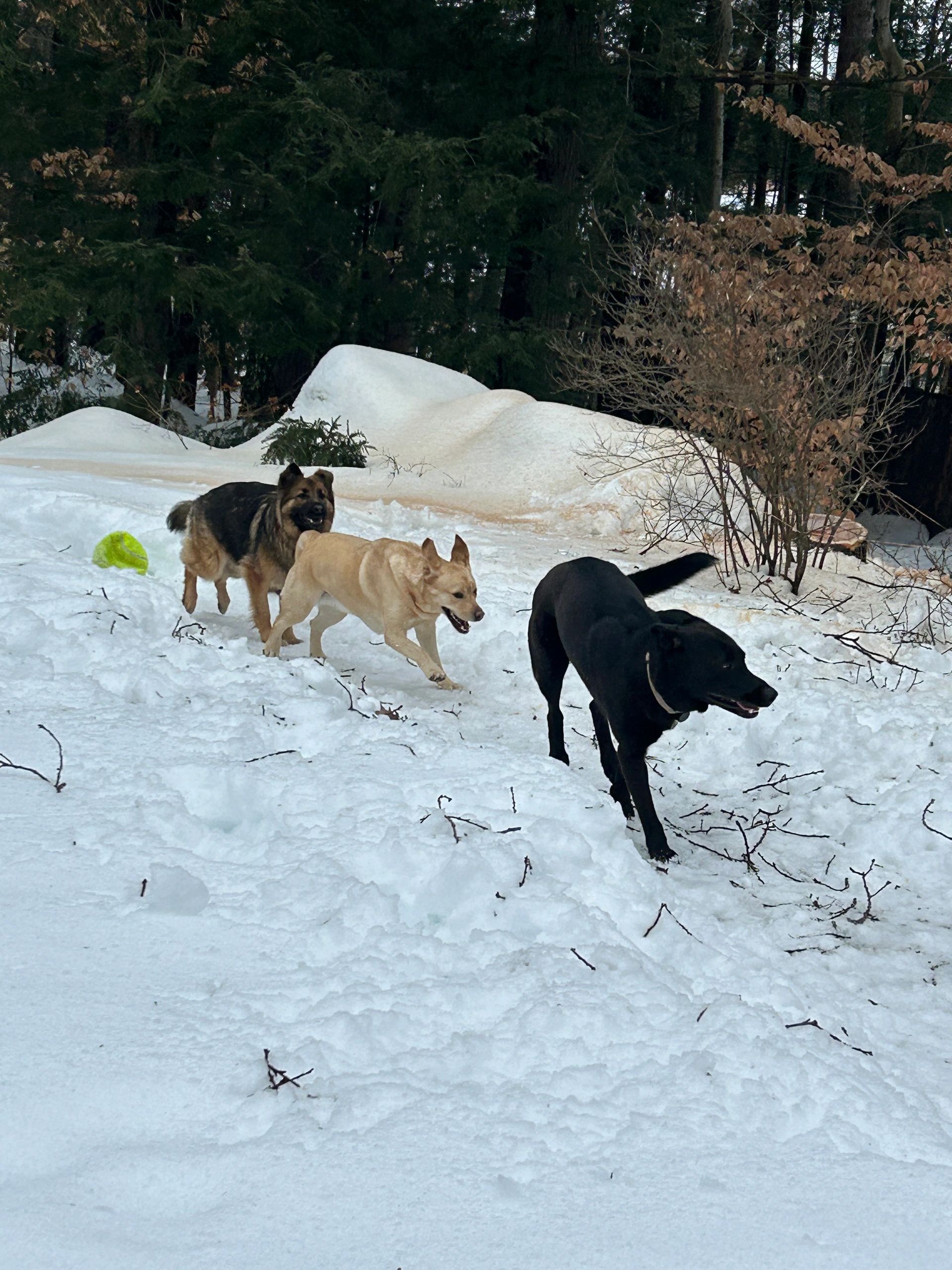 Let's Go! Dog Walks & Pet Care Services, LLC.