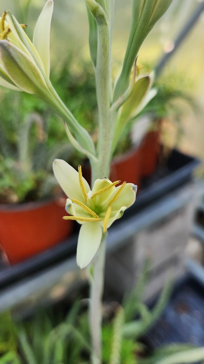 Manfreda maculosa- False Aloe