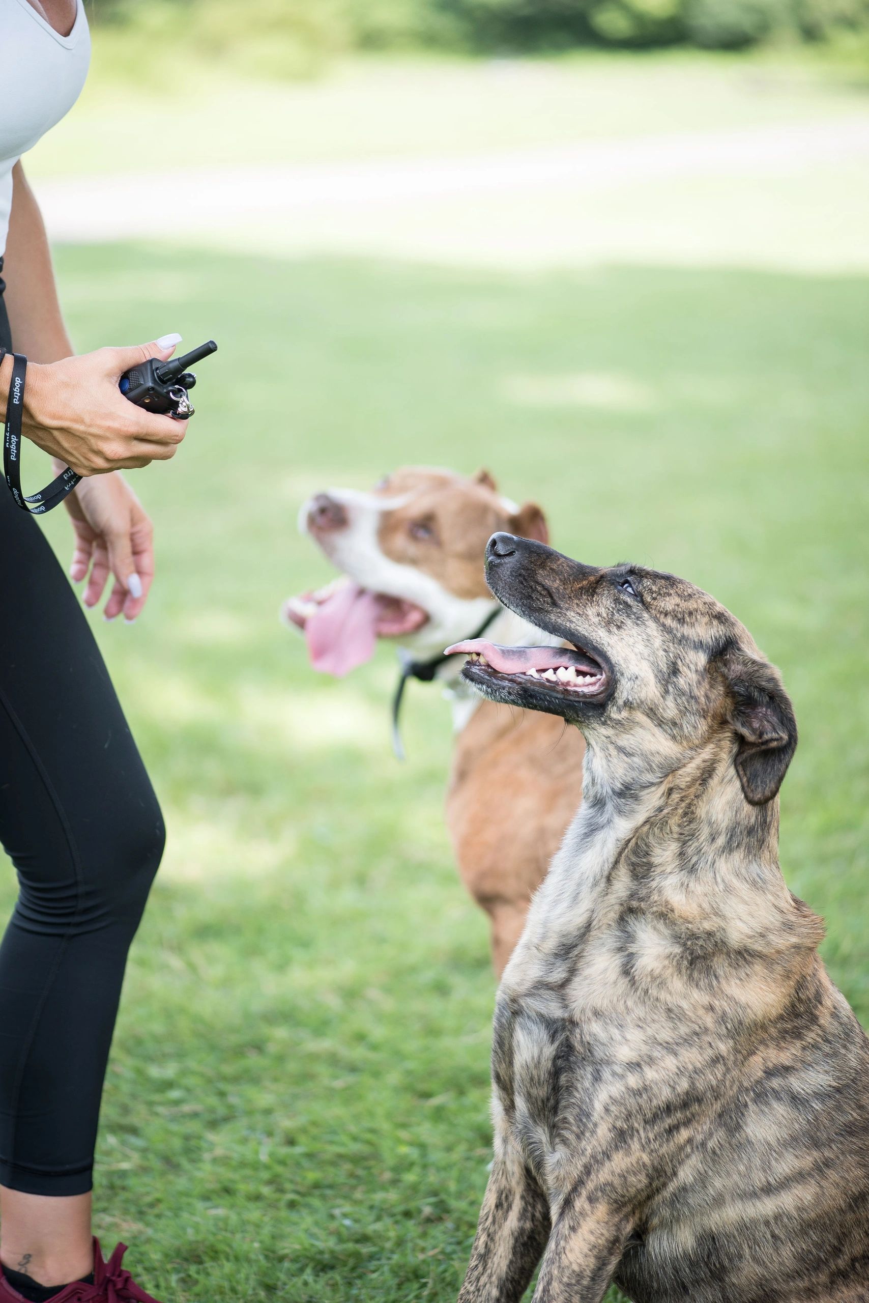 Corrected Canines Dog Training