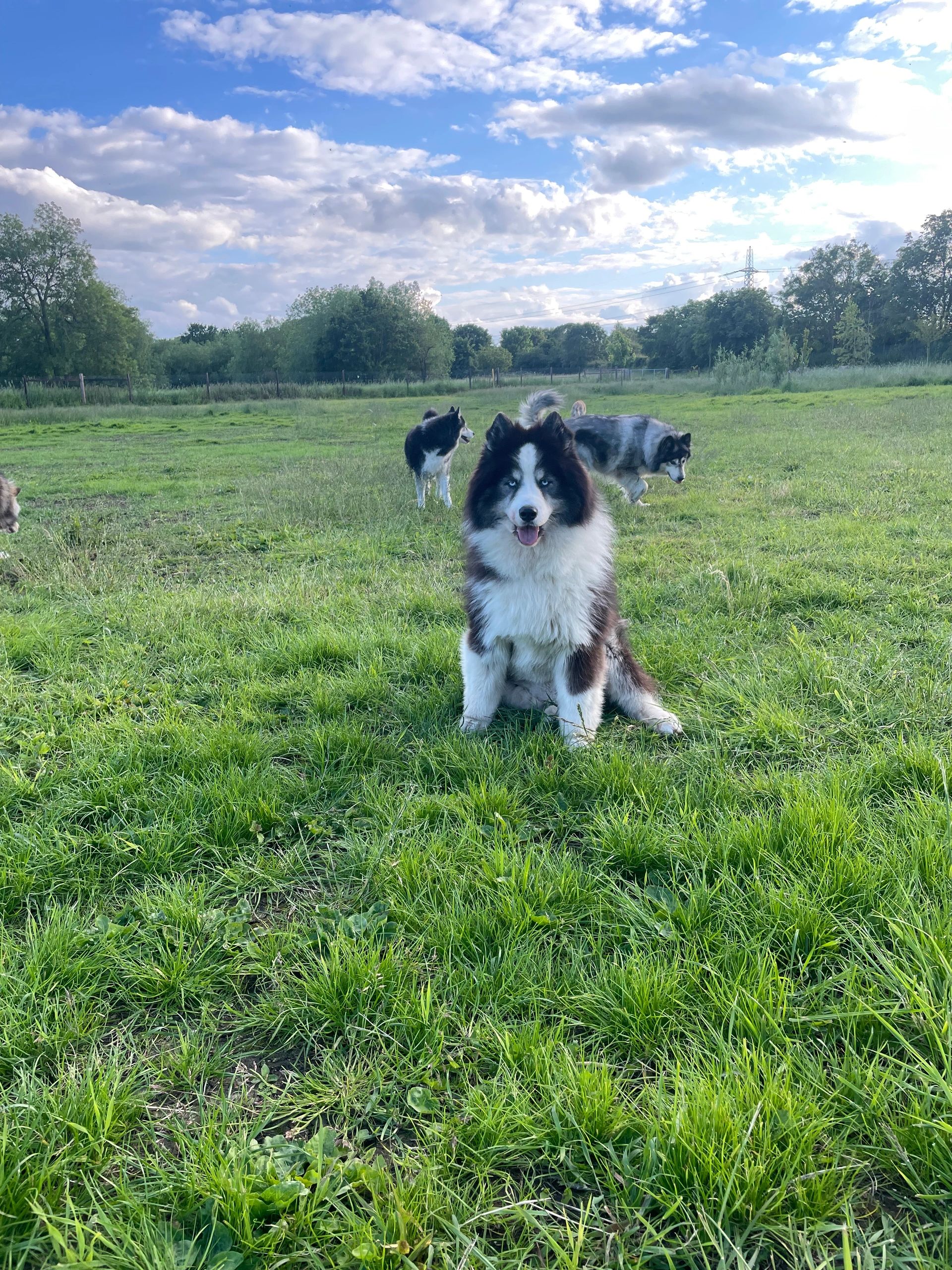 Meet the pack - Part 1