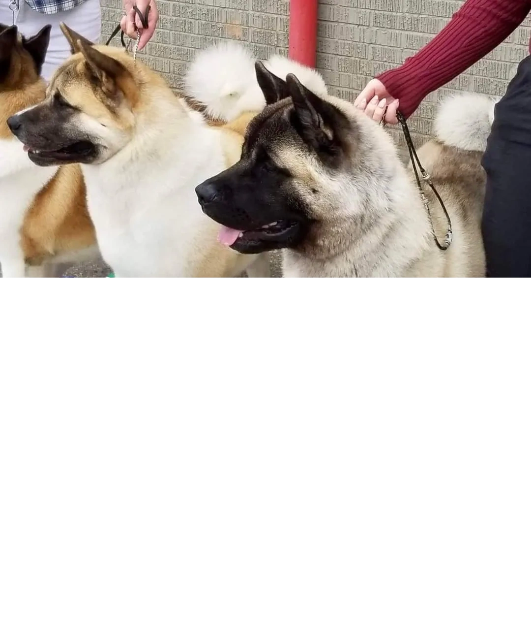 Breeders List | Canadian American Akita Club