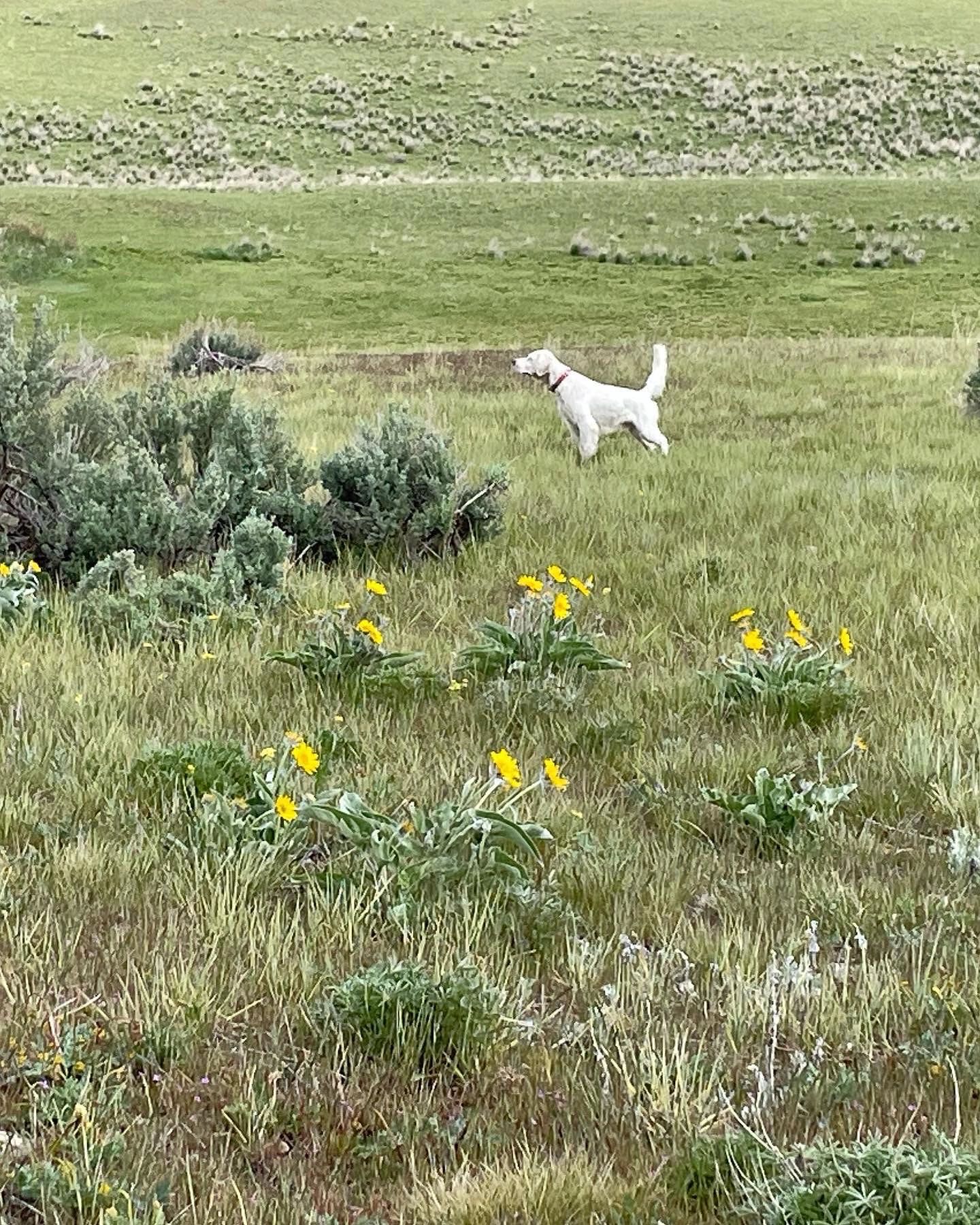 Home Field Training and Kennels - Dog Training, Dog Trainer, English ...