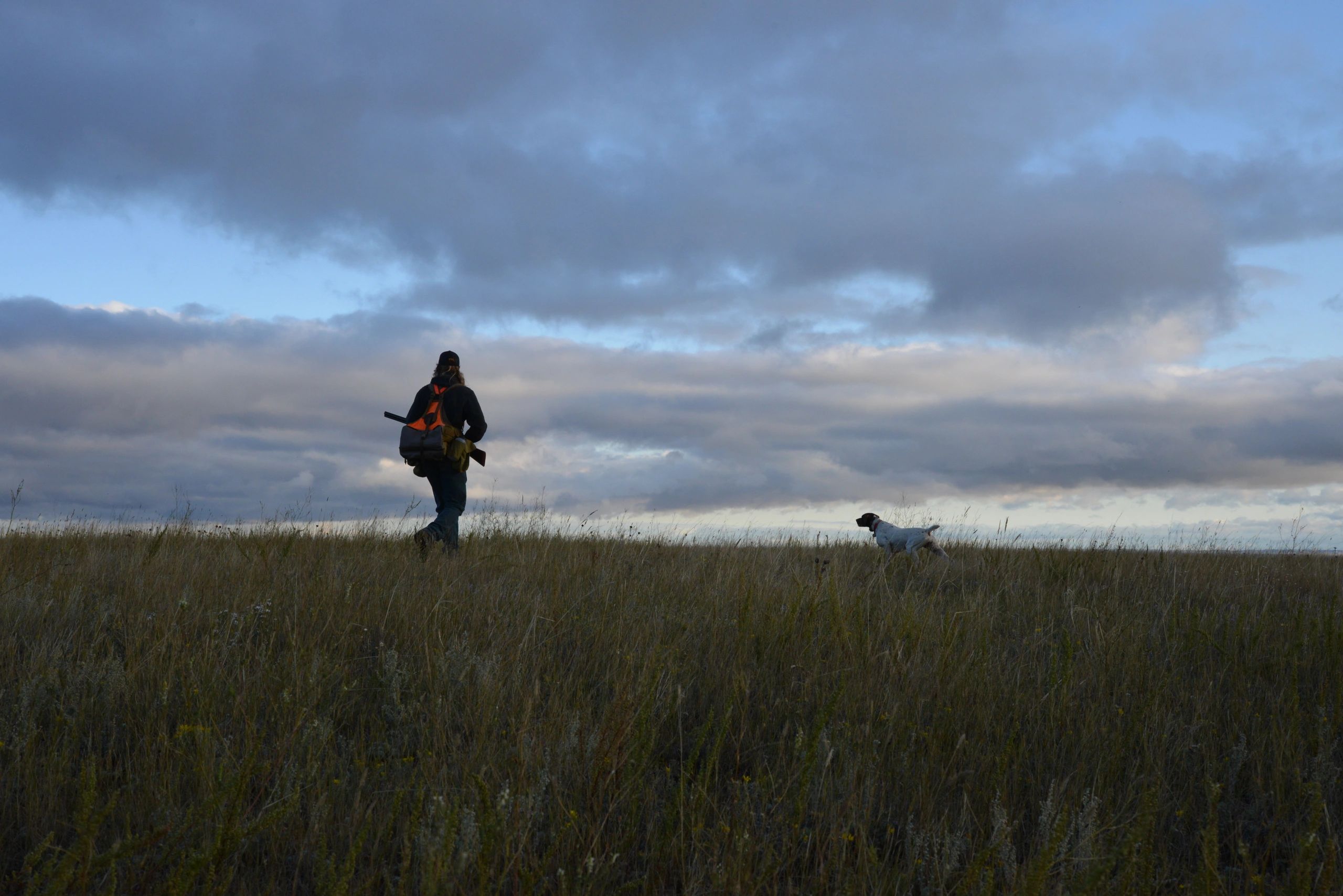 Home Field Training and Kennels - Dog Training, Dog Trainer, English ...