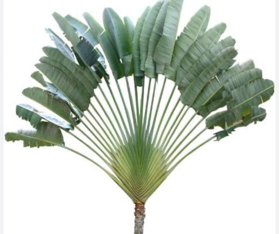 Ravinala Madagascar Benevolent Society - Madagascar, Society