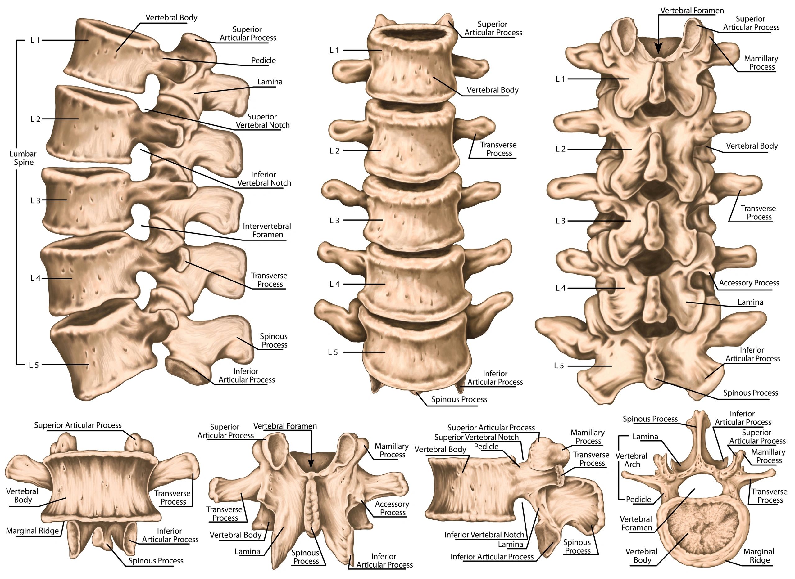 Discogenic vs Facetogenic Pain