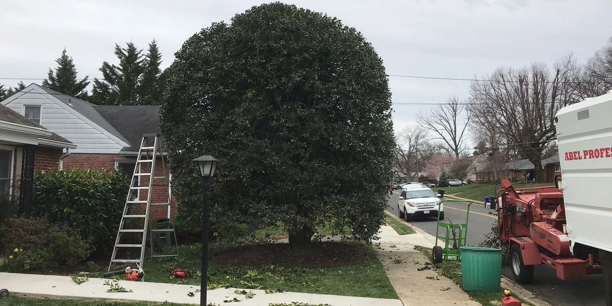 Edwin’s Tree and Garden Services LLC - Tree Services, Tree Removal