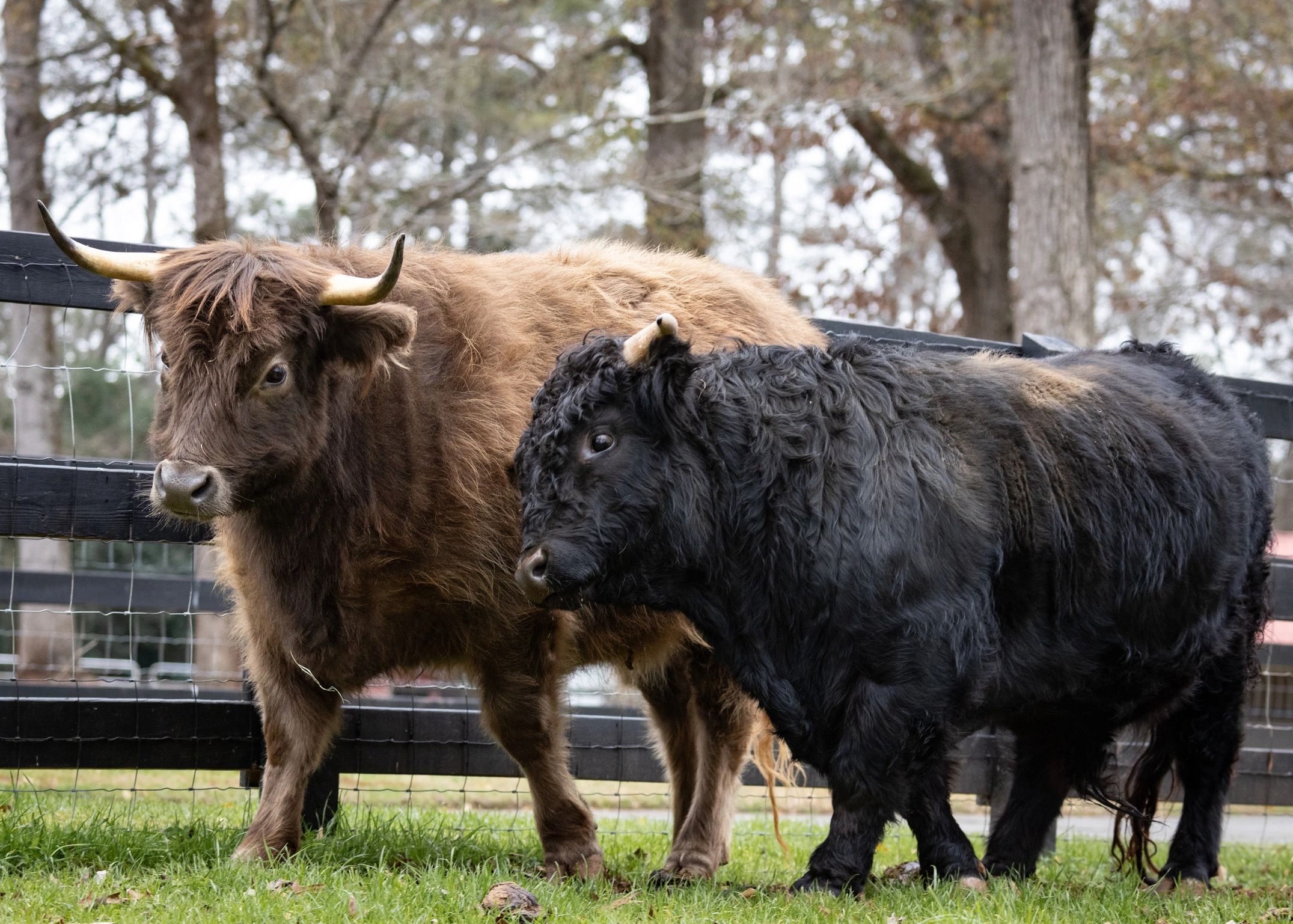 Turtle Run Ranch