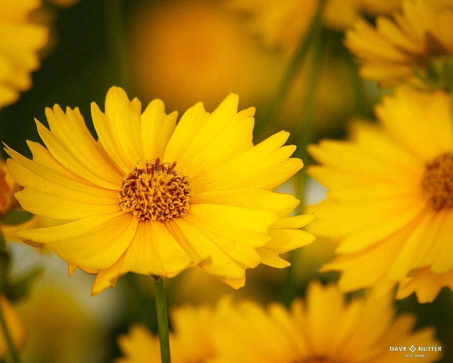 Dave Nutter Photography