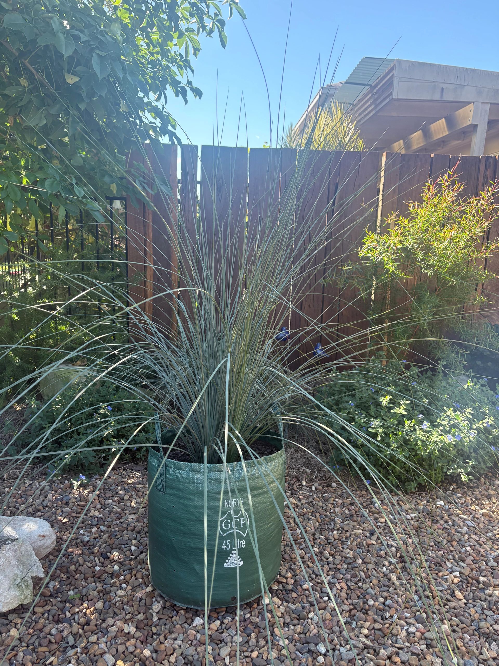 Discover Grass Trees Queensland - Australian Native Plants