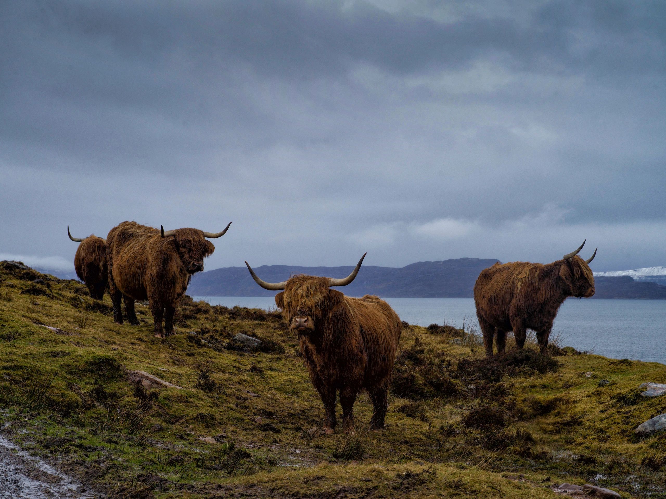 The Scottish Guide