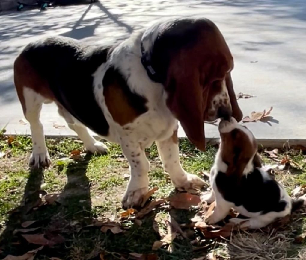 Available Mini Doxie Pups