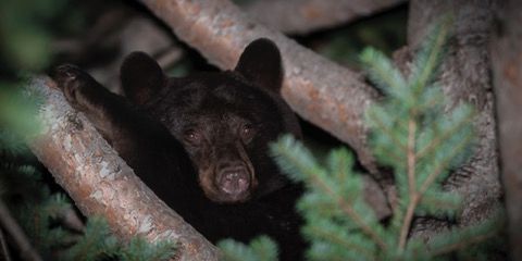 Bear Awareness - CBSA