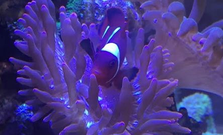 Aquarium Maintenance Houston - Infinity Fish LLC