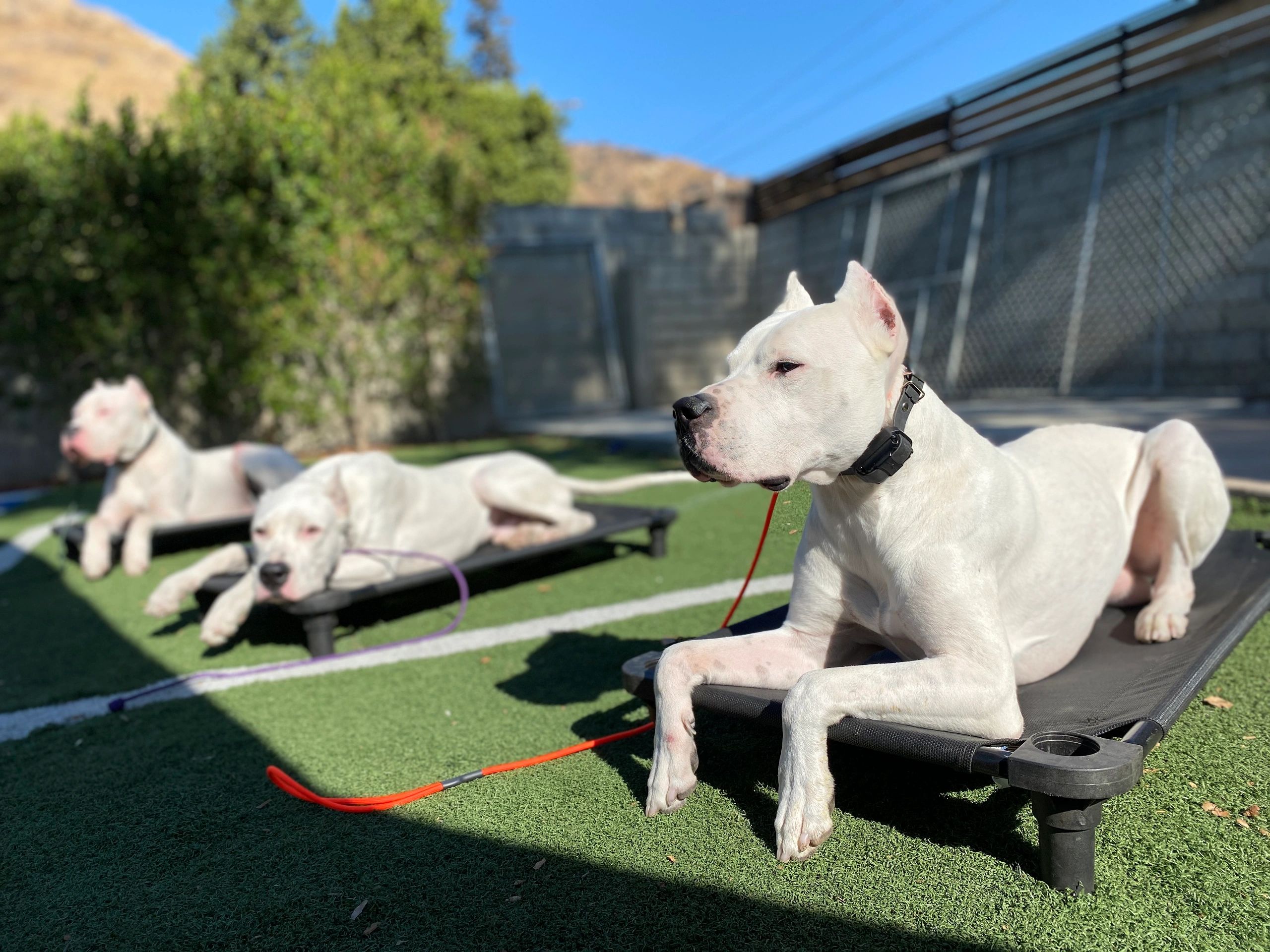 Dog Training Services in Los Angeles, CA | Complex Canine