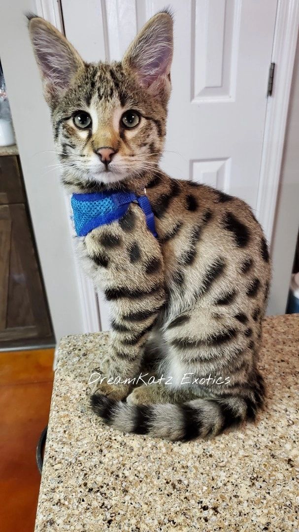 F1 Savannah Cat Kitten