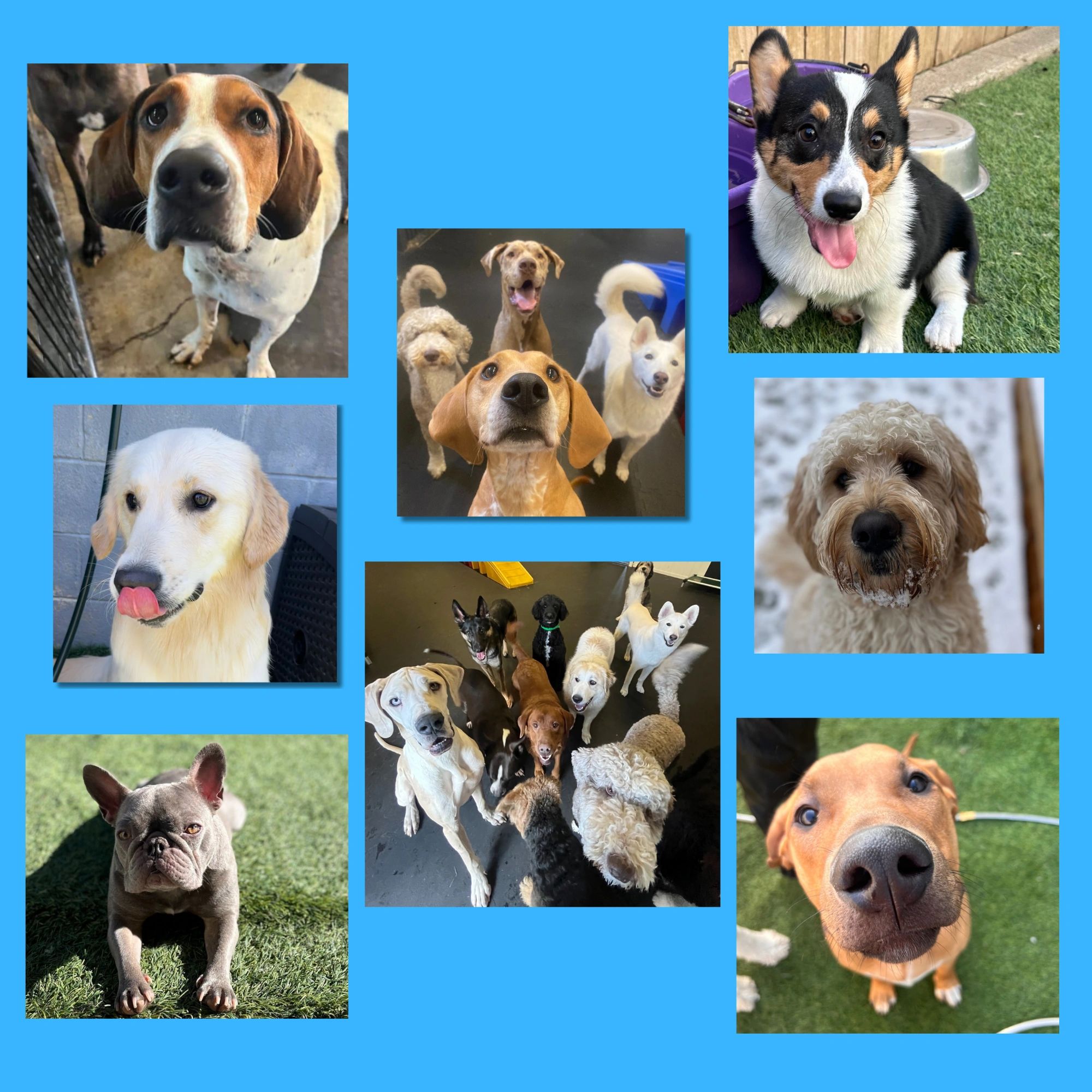 Unbound Dogs - Dog Boarding, Dog Day Care Center, Doggy Daycare