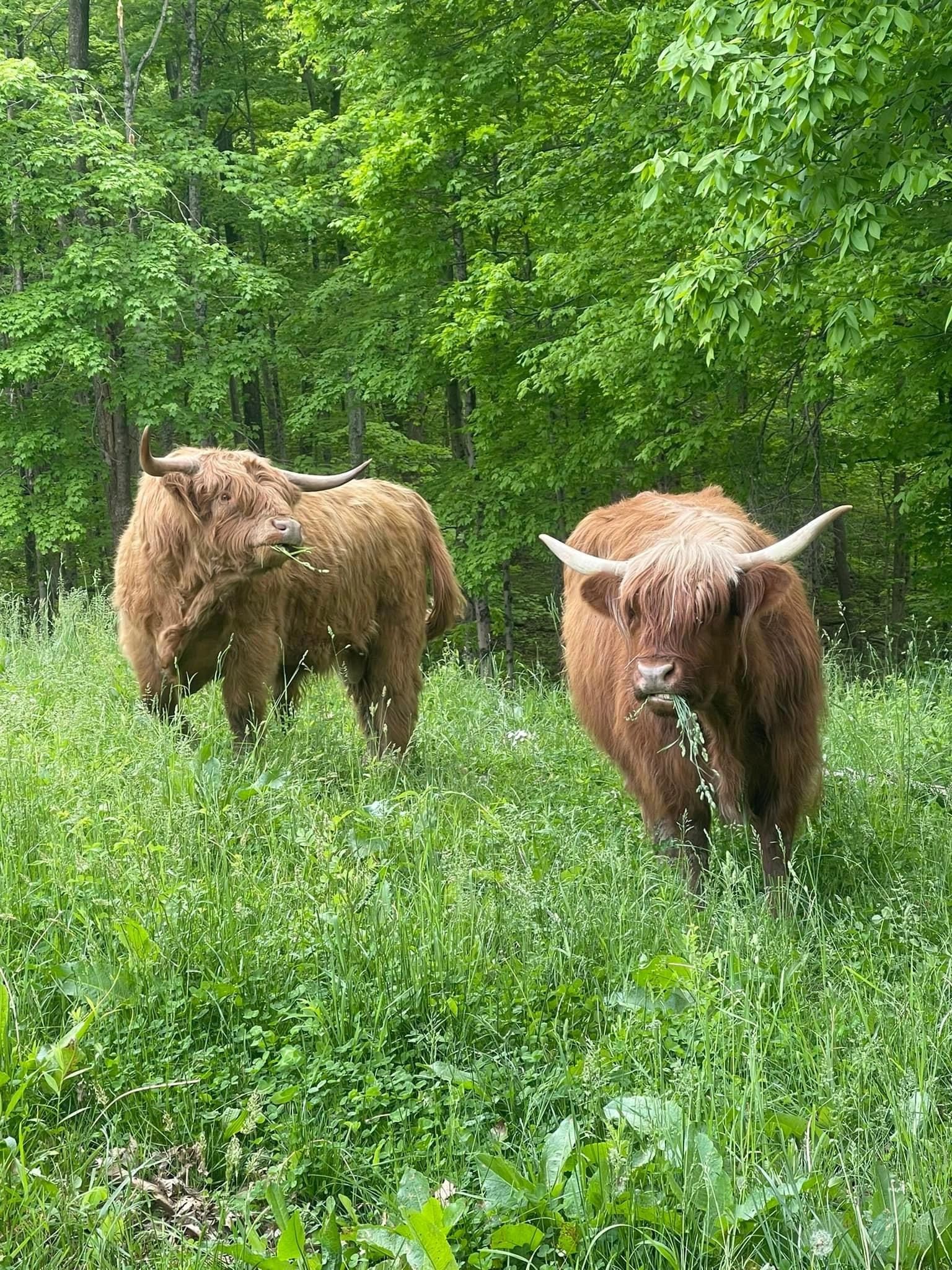 Gypsy Rose Highlands