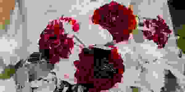 Fern Floral - Florist, Houseplants, Garden