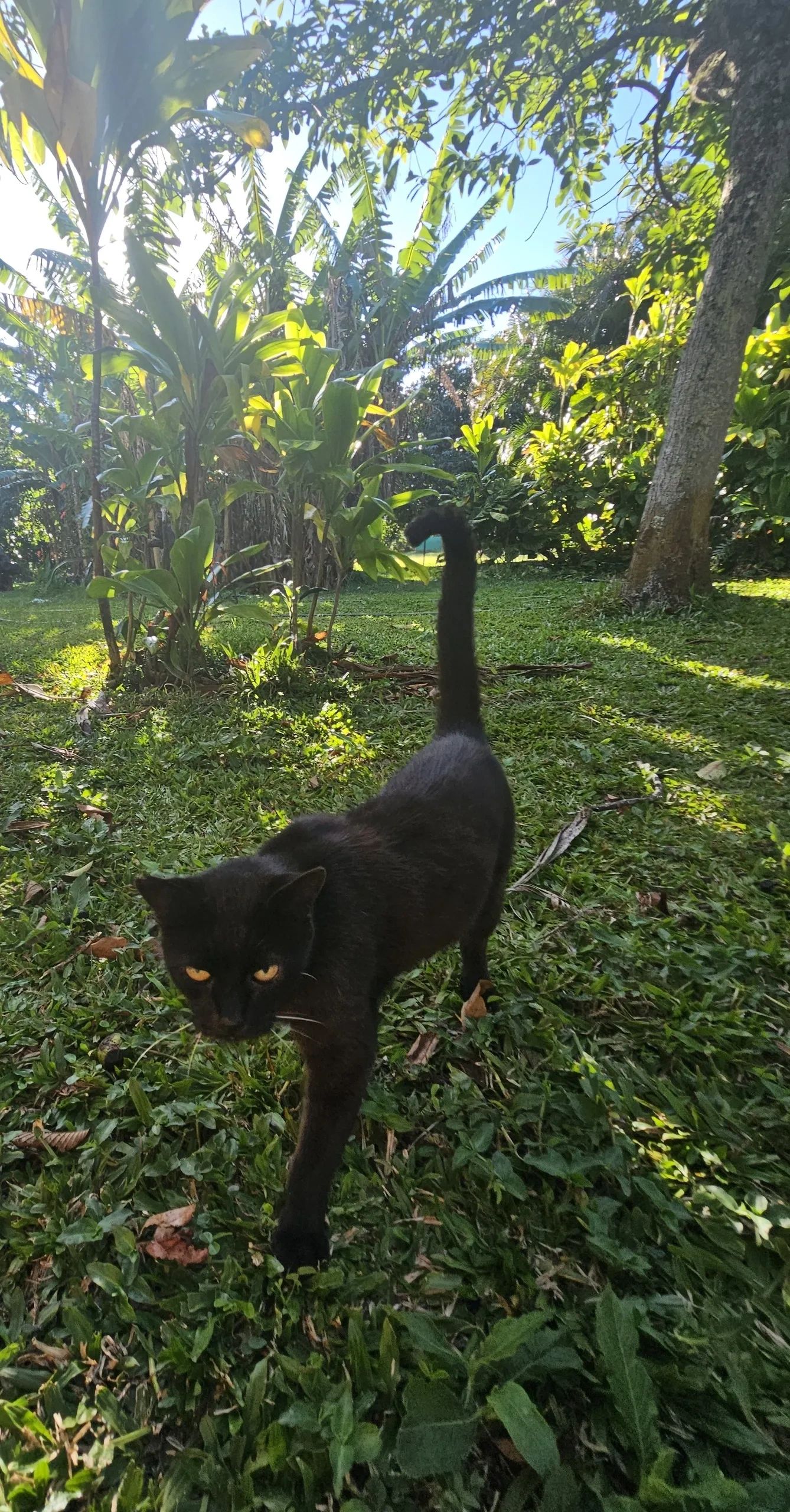 Maui Cat Sanctuary - A Safe Haven for Felines