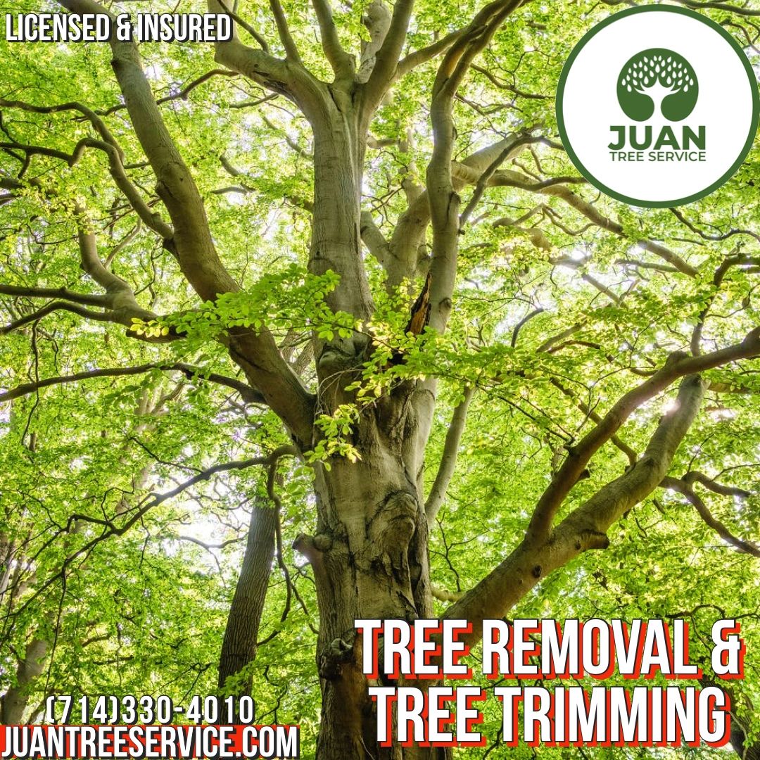 Tree Removals & Tree Trimming to reduce the chances of a fire