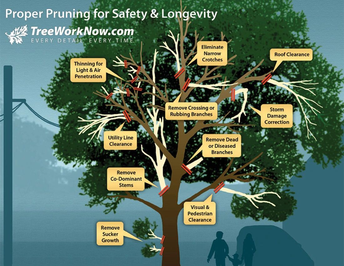 Proper Pruning For Safety Longevity proper-pruning-for-safety-longevity