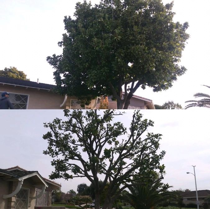 Call For A Free Quote On Tree Service