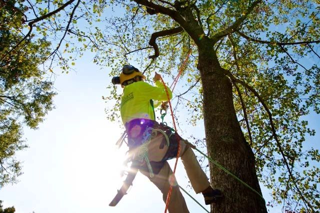 Orange County Tree Service