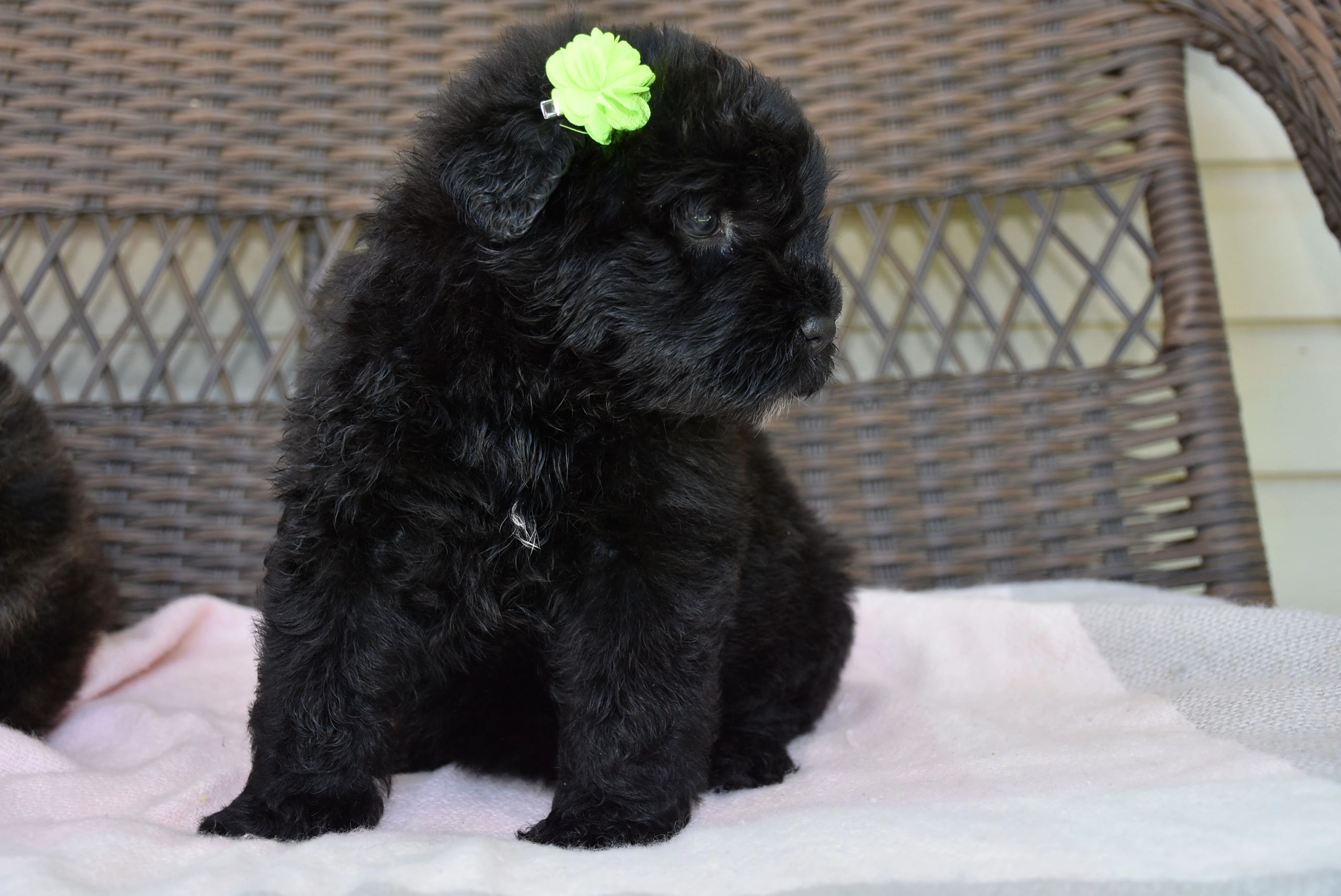 Bouvier Dog