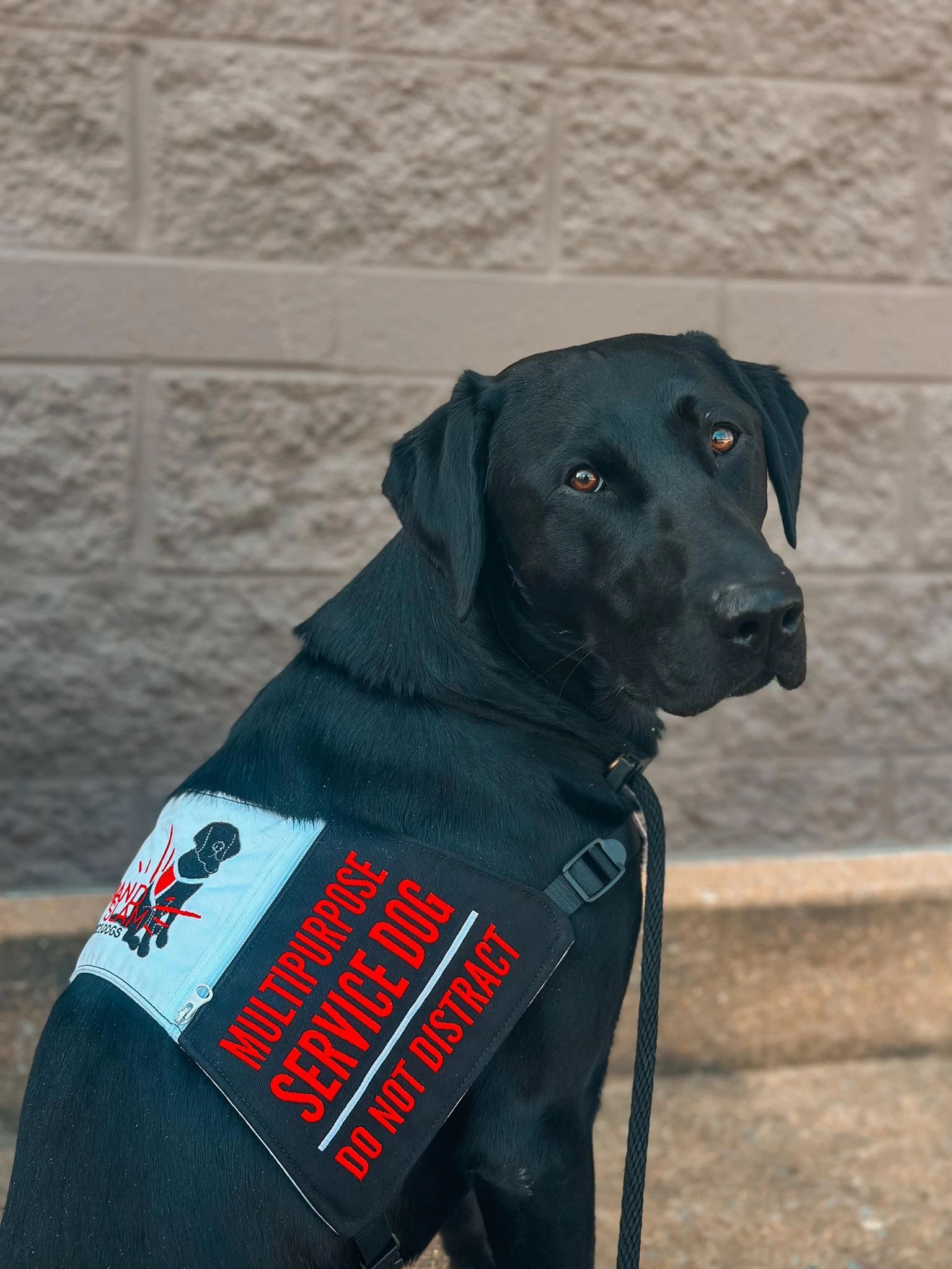 About | Grand Slam Service Dogs