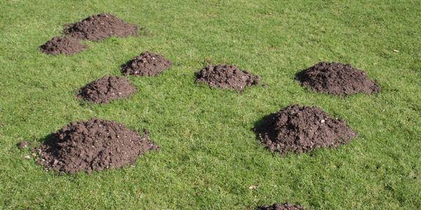 Gopher Patrol - Gopher Control, Pest Control, Rodent Control