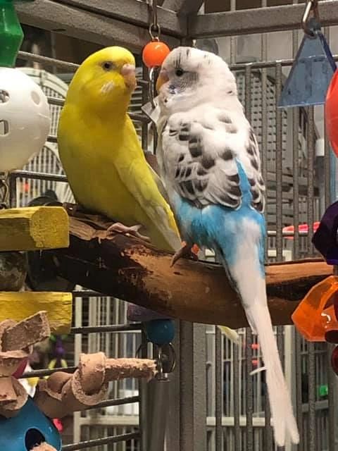 Robin's Nest Aviary - Parrots, Exotic Birds