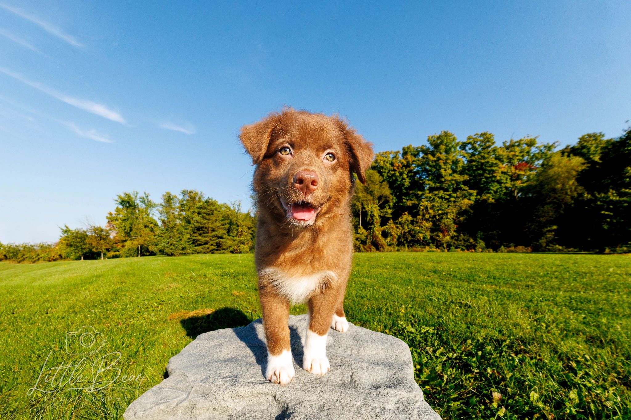 Rosie, the 10 Week old Australian Shepherd