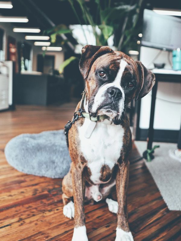 Willow Rose Boxers - Breeder Boxer, Puppies, Breeder, Dog