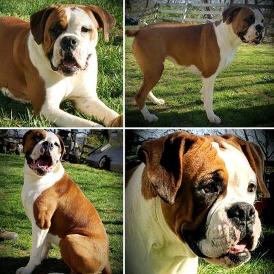 Available Dogs | Willow Rose Boxers